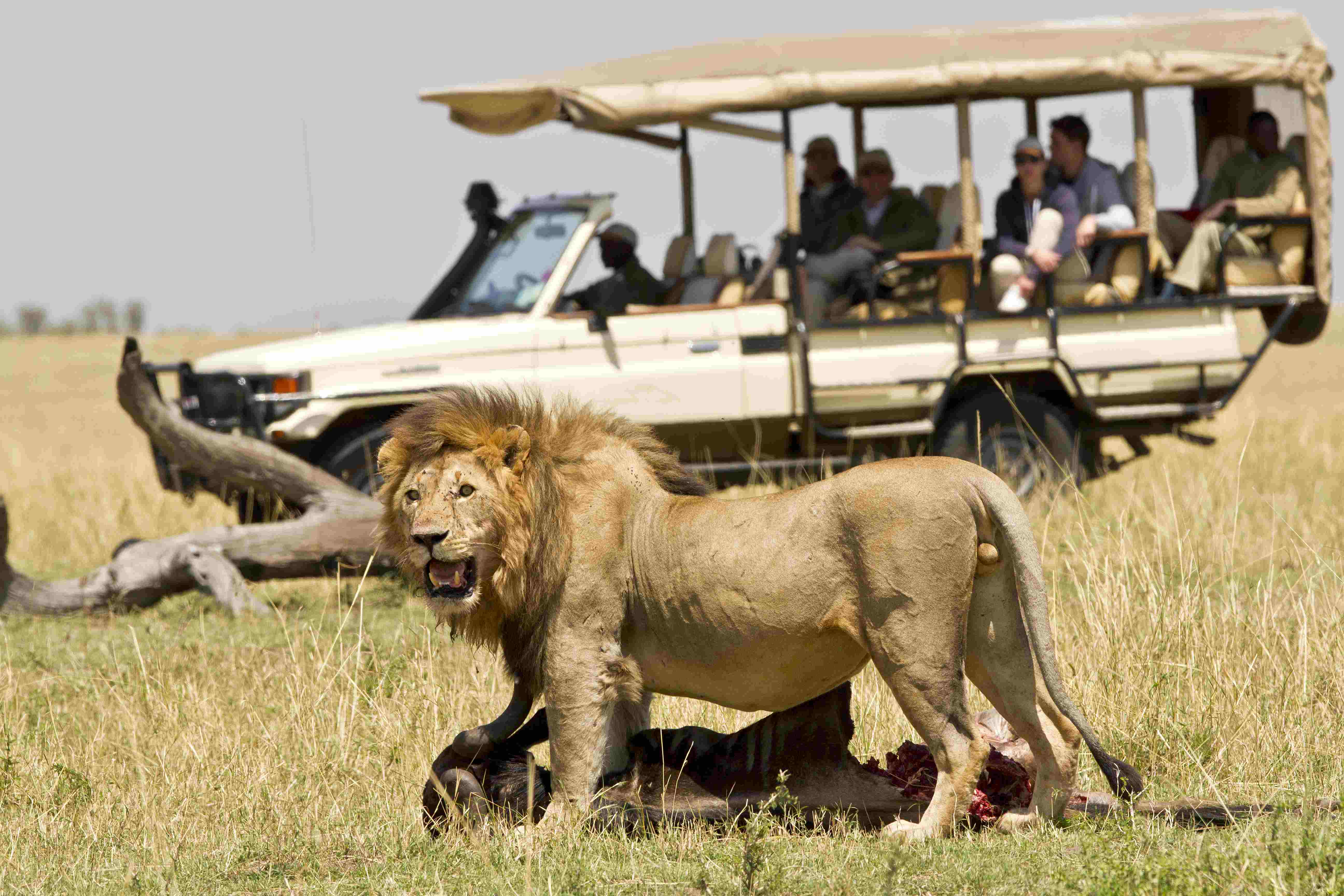 非洲：【私家小团】肯尼亚马赛马拉 Bushtops Camps野奢营地 5晚8天与动物共舞_八大洲旅游