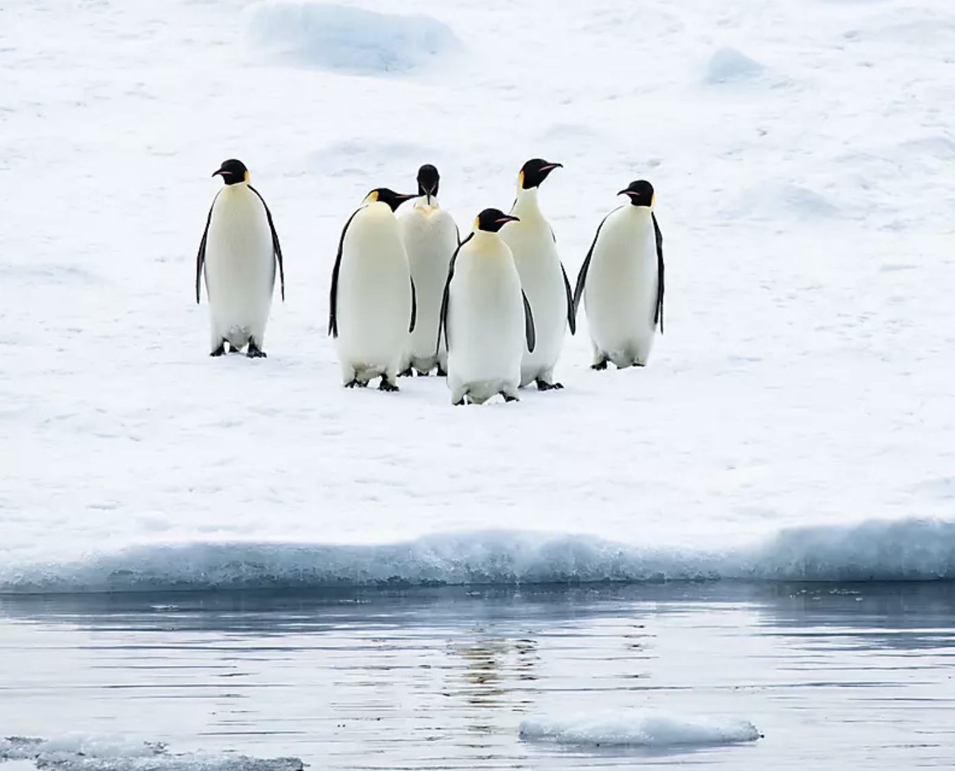 庞洛游轮 指挥官夏古号PONANT LE COMMANDANT CHARCOT 魔海秘境寻踪 | 智利+阿根廷+南极半岛14晚15天假期 ...