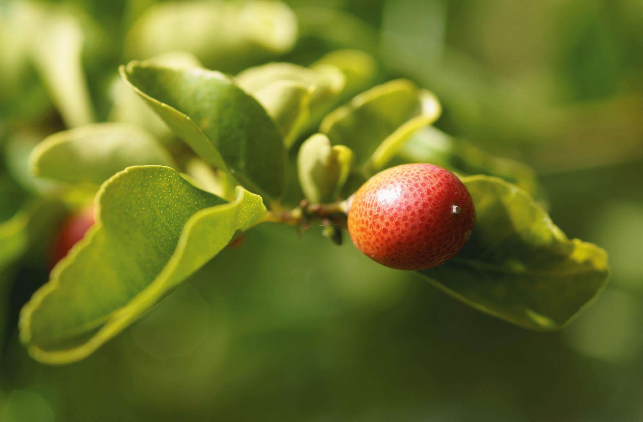 弗雷格特岛酒店预订及价格查询,Fregate Island Private_八大洲旅游